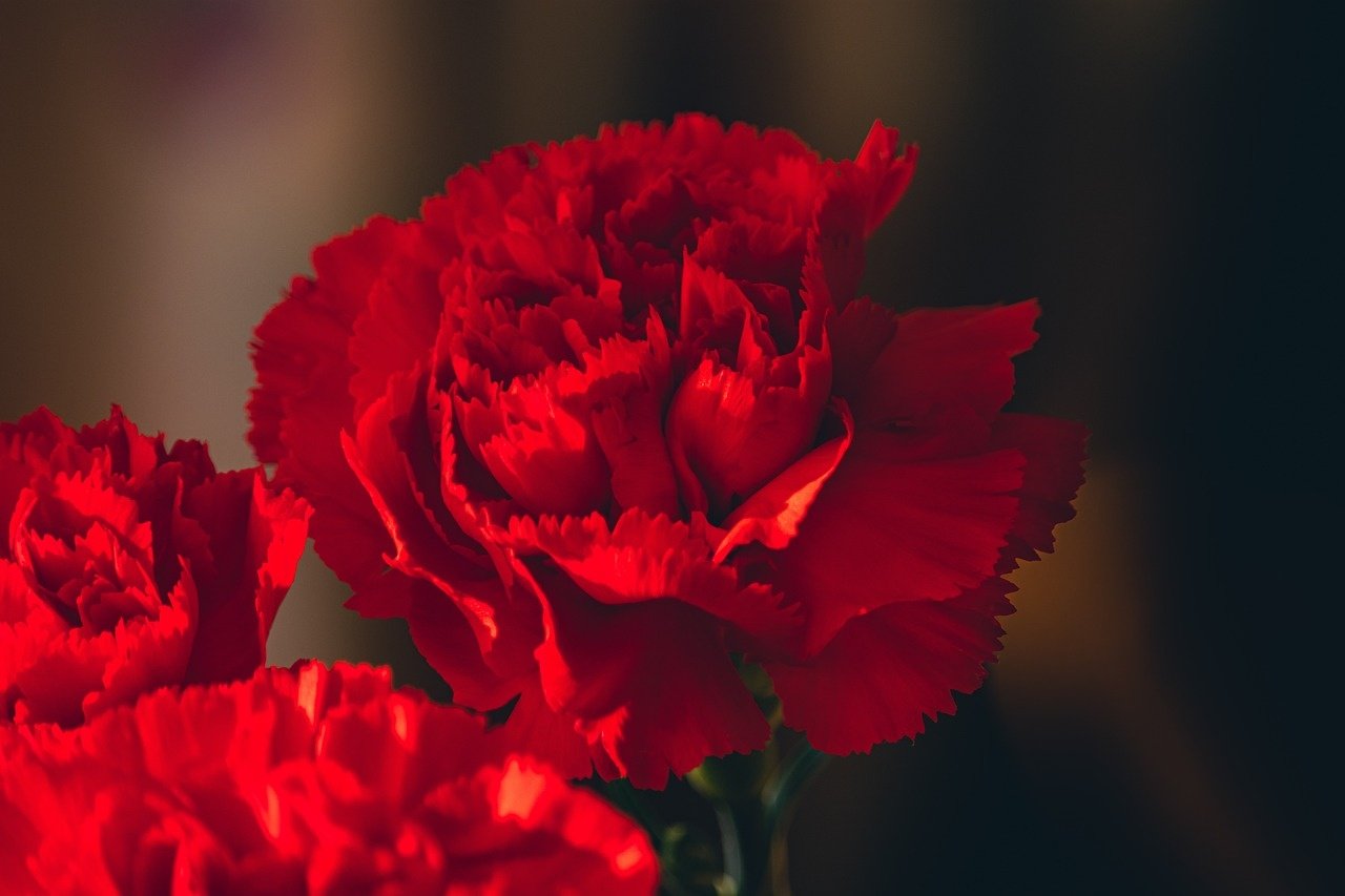 Anjer - Dianthus – Mulder Retail B.V.