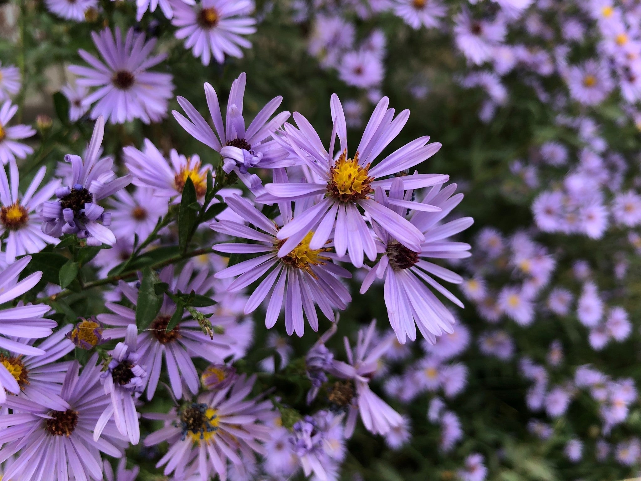 Aster - Callistephus chinensis – Mulder Retail B.V.