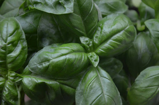 Basilicum - Ocimum basilicum – Mulder Retail B.V.