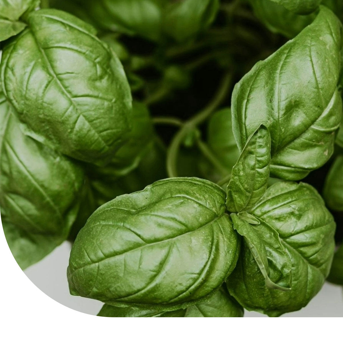 Basilicum - Ocimum basilicum – Mulder Retail B.V.