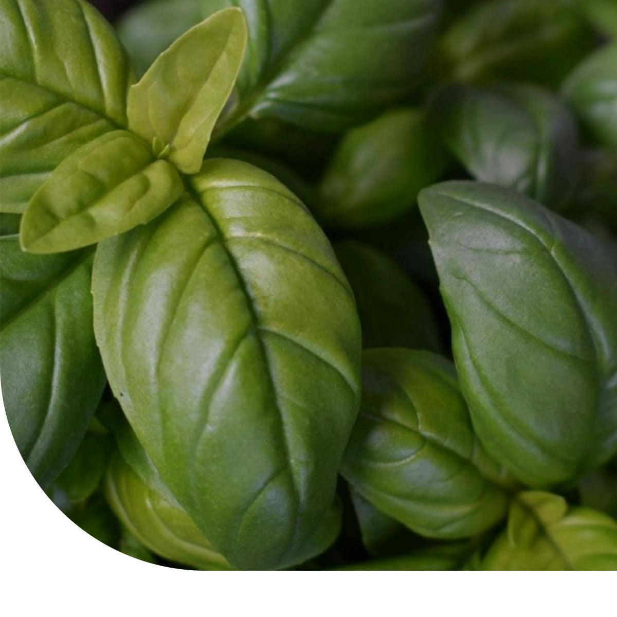 Basilicum - Ocimum basilicum – Mulder Retail B.V.