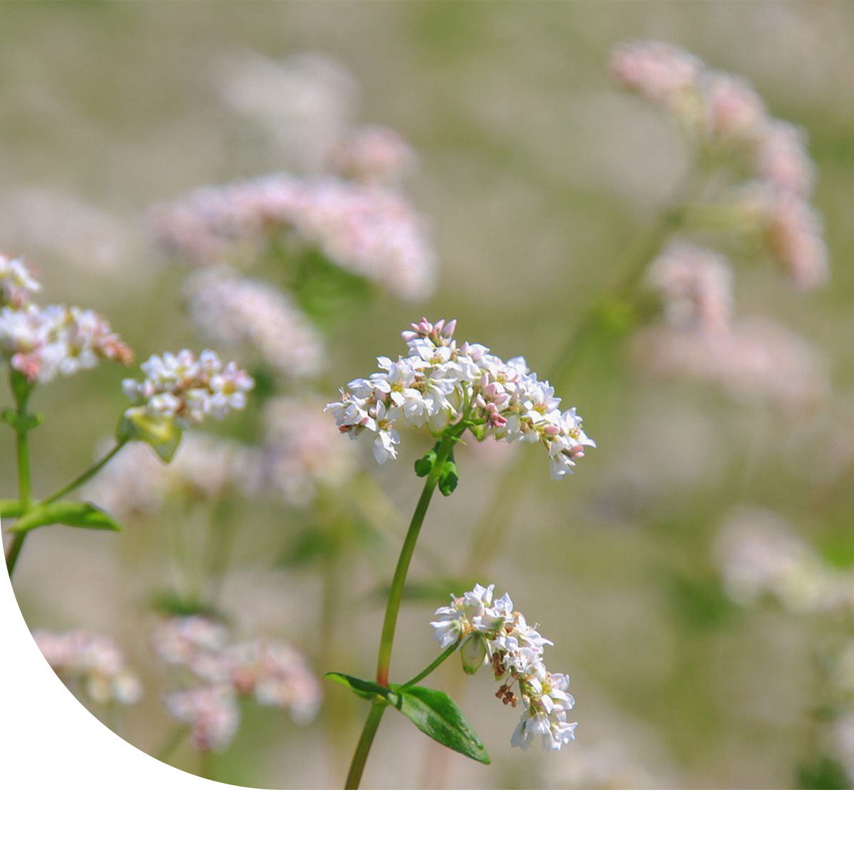 Boekweit zaaien | Snelgroeiende groenbemester voor de bodem – Mulder ...