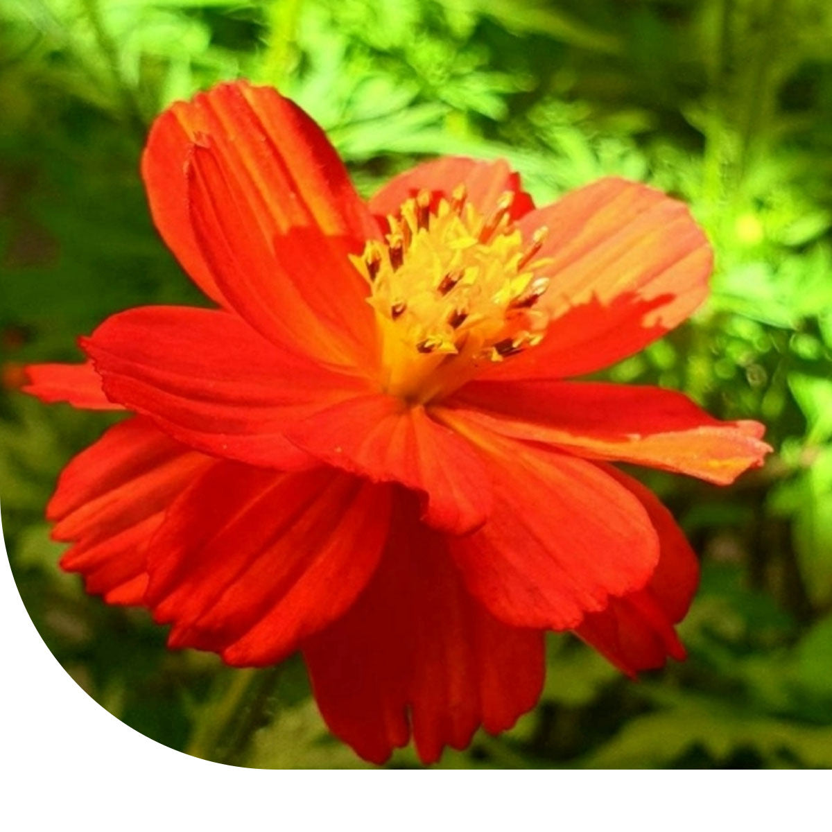 Cosmea – Cosmos sulphureus ‘Sunny Red’ – Mulder Retail B.V.