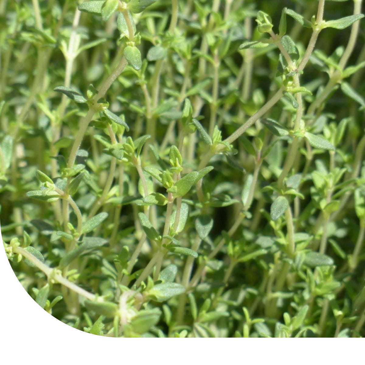 Echte tijm - Thymus vulgaris | MRS Seeds – Mulder Retail B.V.