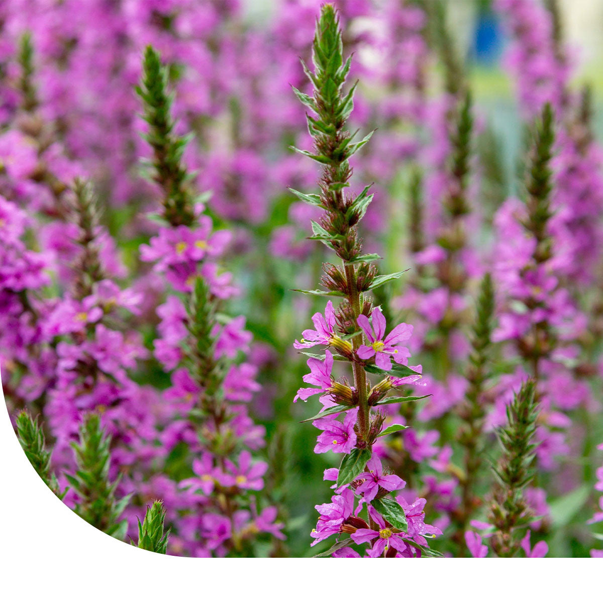 Grote Kattenstaart – Lythrum salicaria | MRS Seeds – Mulder Retail B.V.