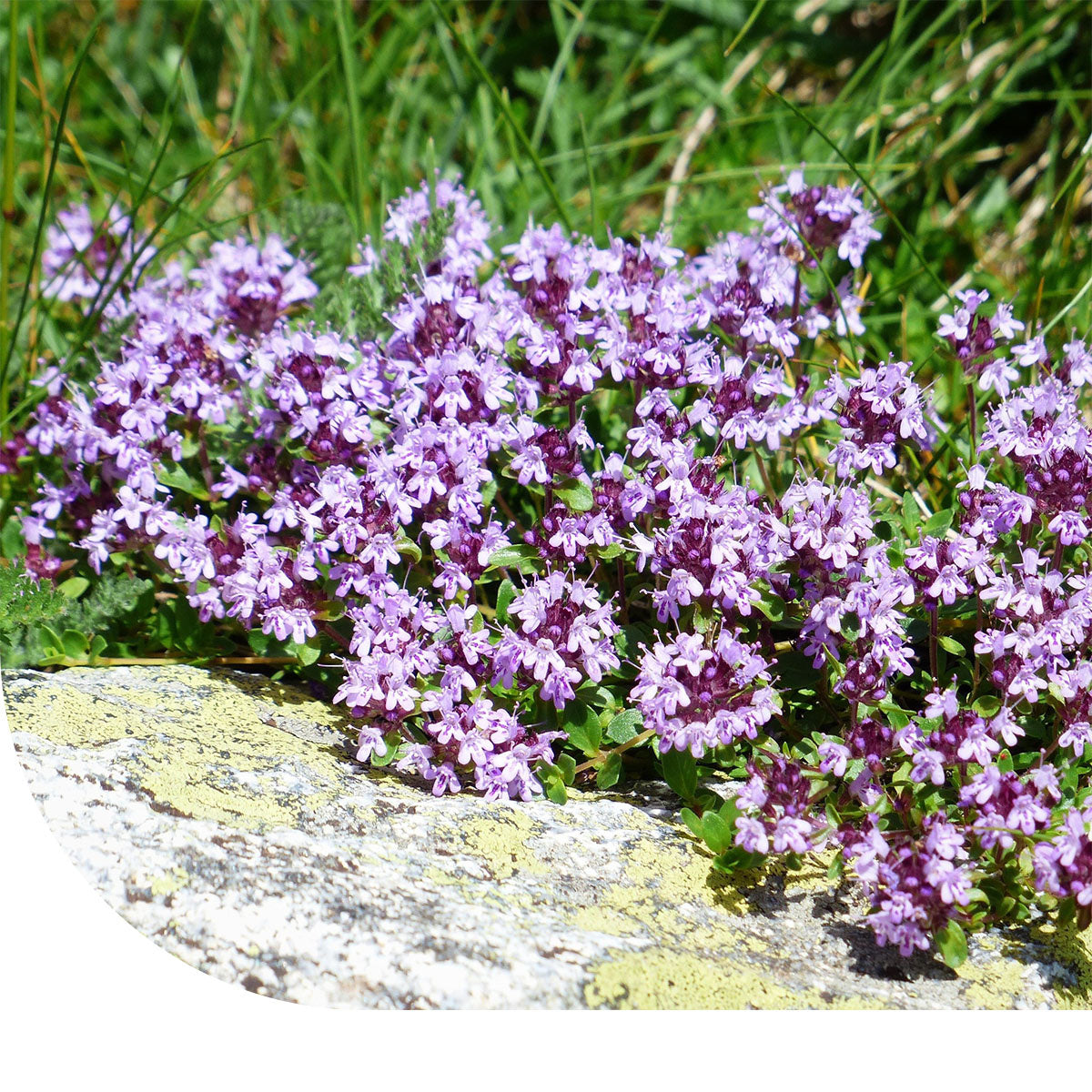 Tijm - Thymus – Mulder Retail B.V.