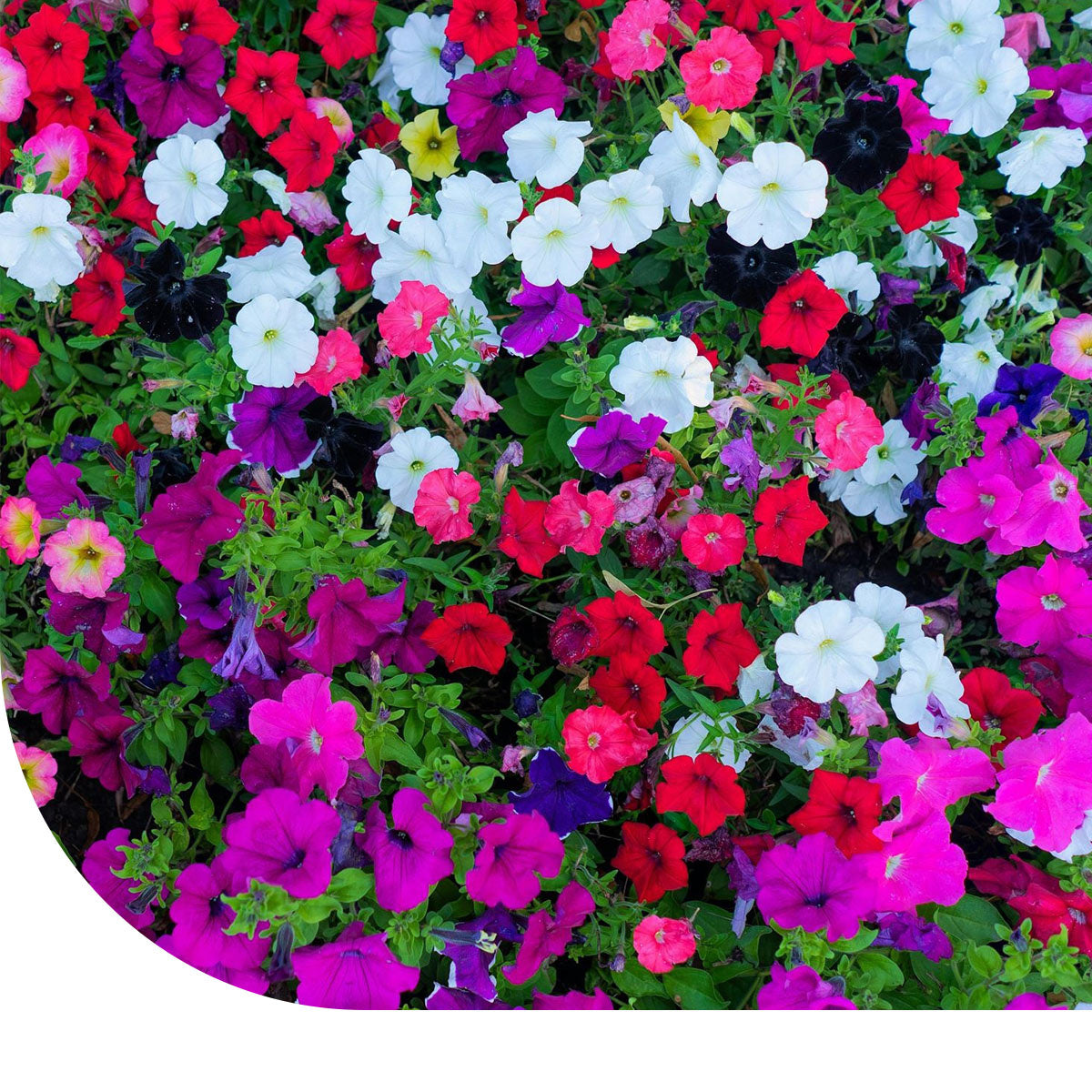 Petunia mix zaaien | Zomerse bloemenpracht in de tuin – Mulder Retail B.V.