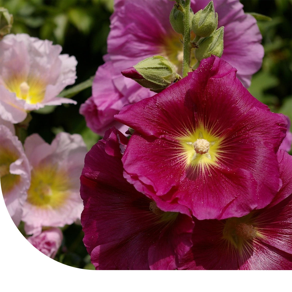 Stokroos - Alcea rosea – Mulder Retail B.V.