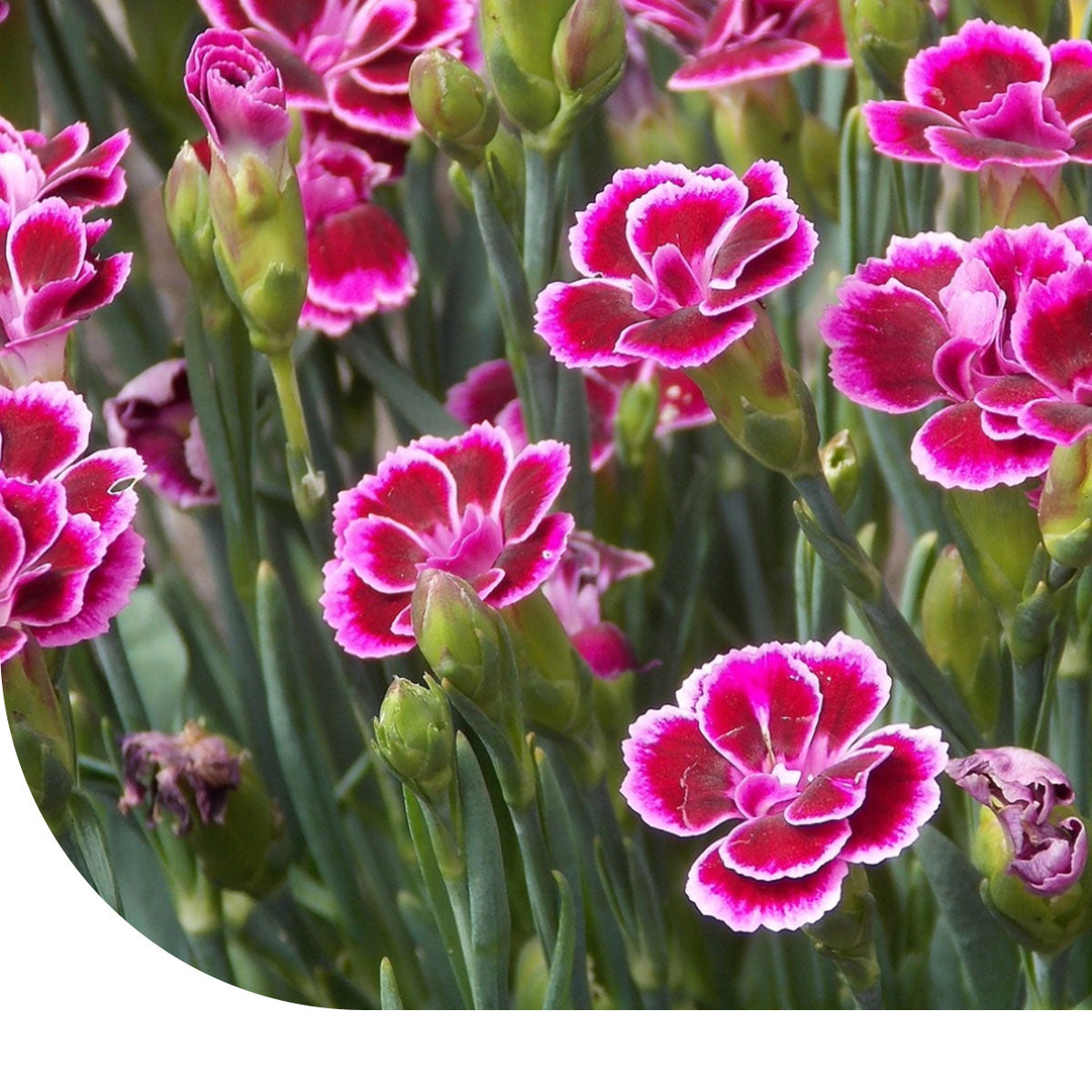 Anjer - Dianthus – Mulder Retail B.V.