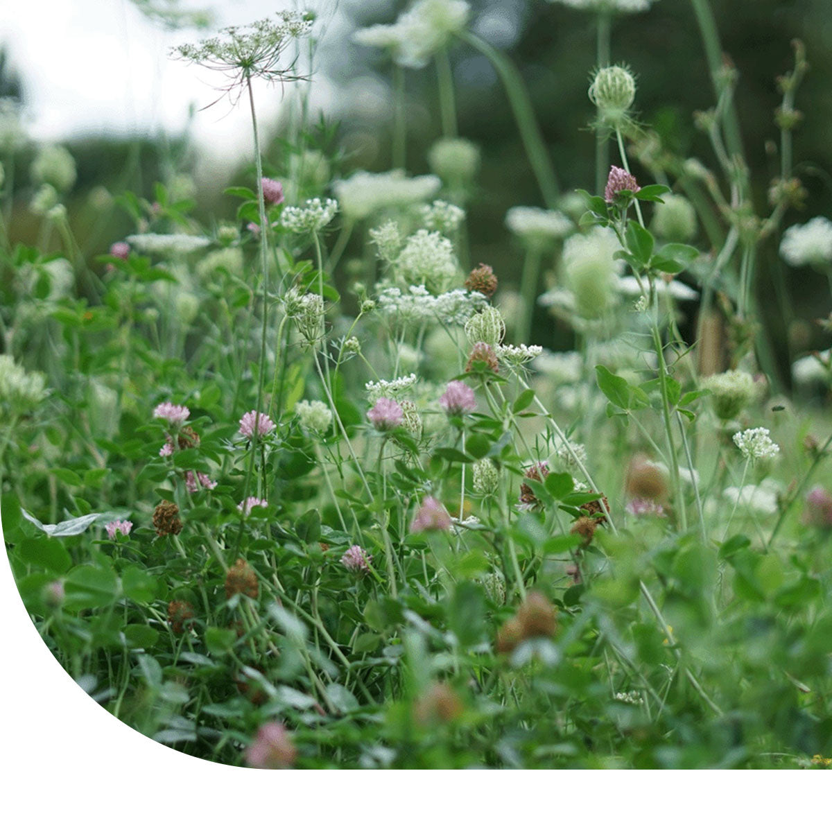 Tuinkruidenmengsel Meerjarig | MRS Seeds – Mulder Retail