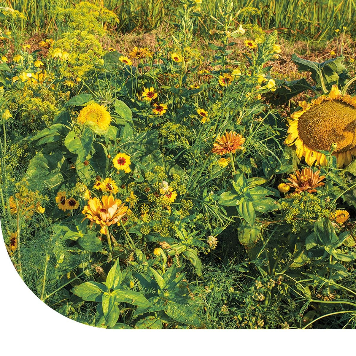 Zomerbloemen Gele Tinten - Mix | MRS Seeds – Mulder Retail B.V.